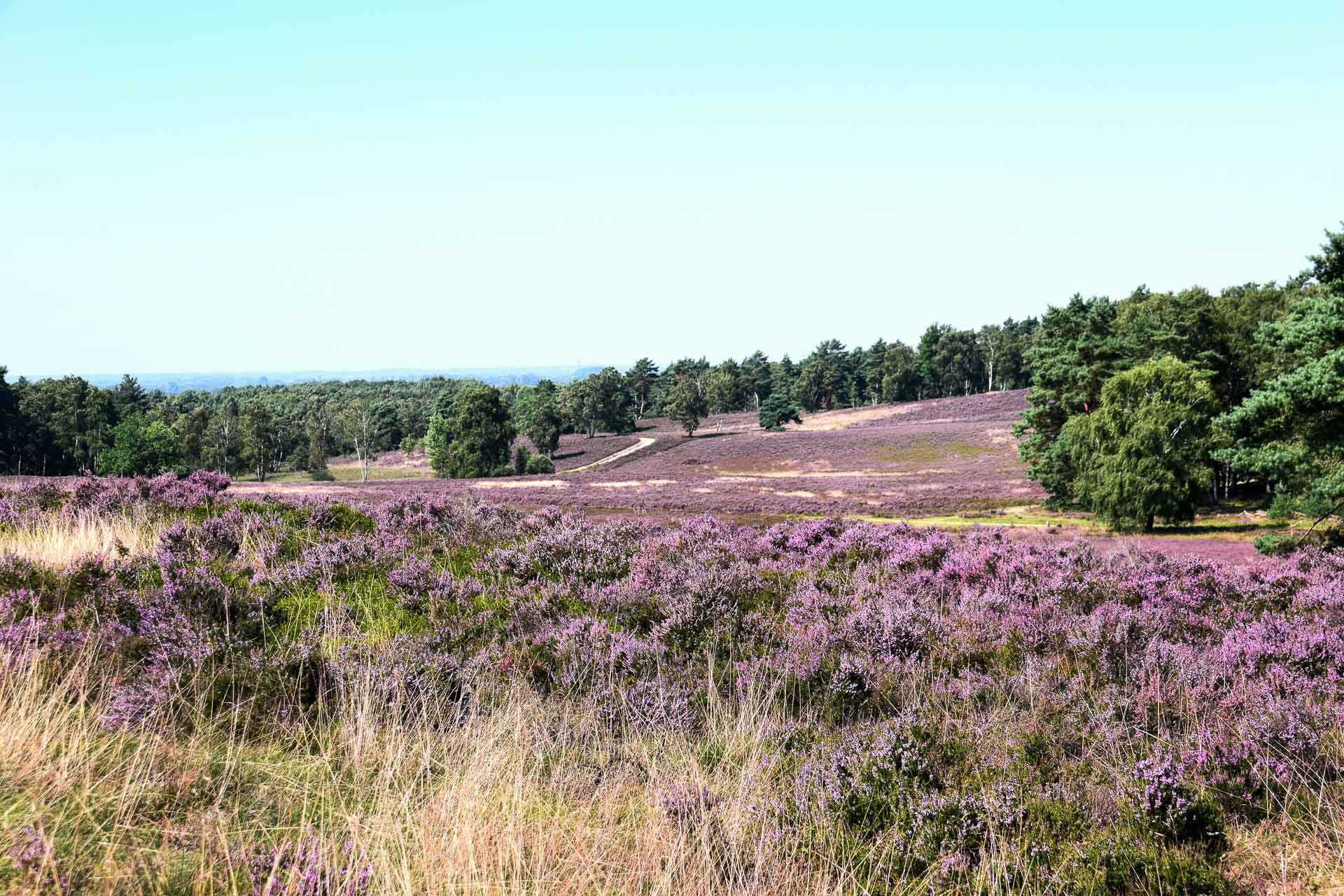 Oh wie schön ist die Heide - Landspatz