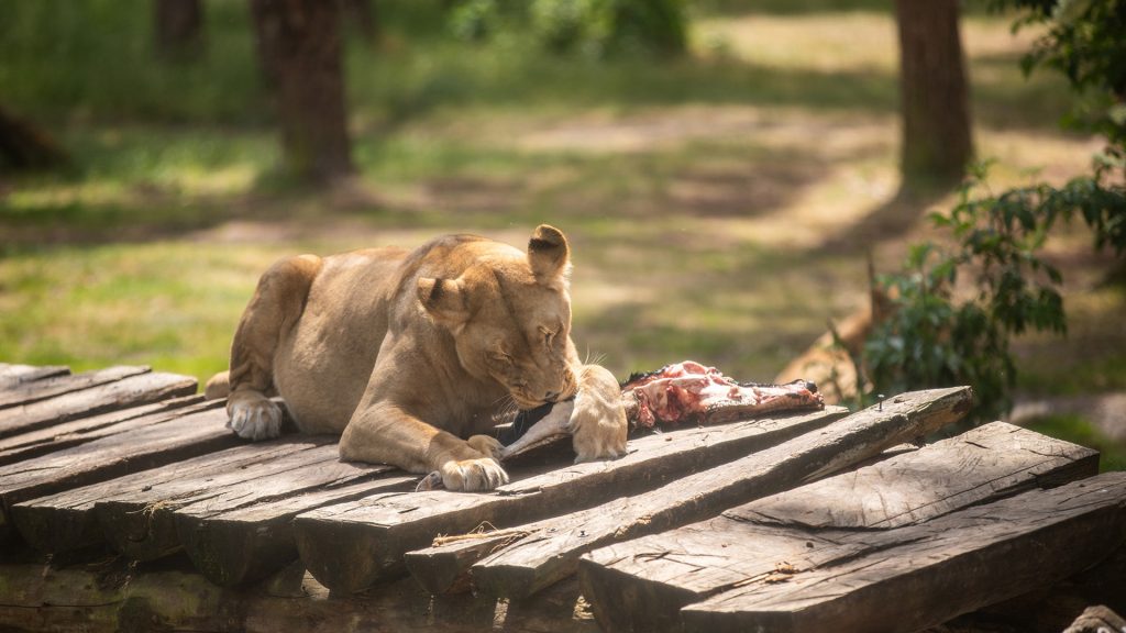 Serengeti Park Hodenhagen - Landspatz