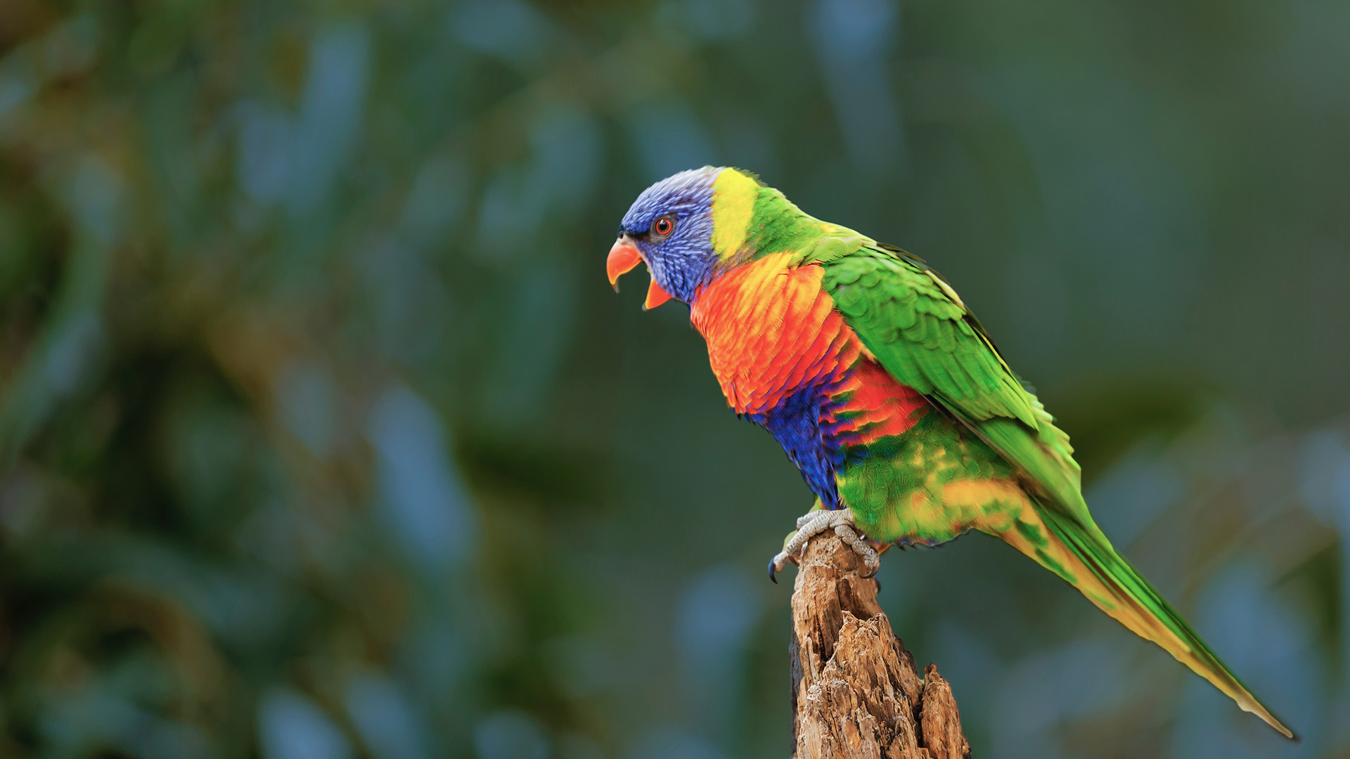 Vogelpark Walsrode - Landspatz